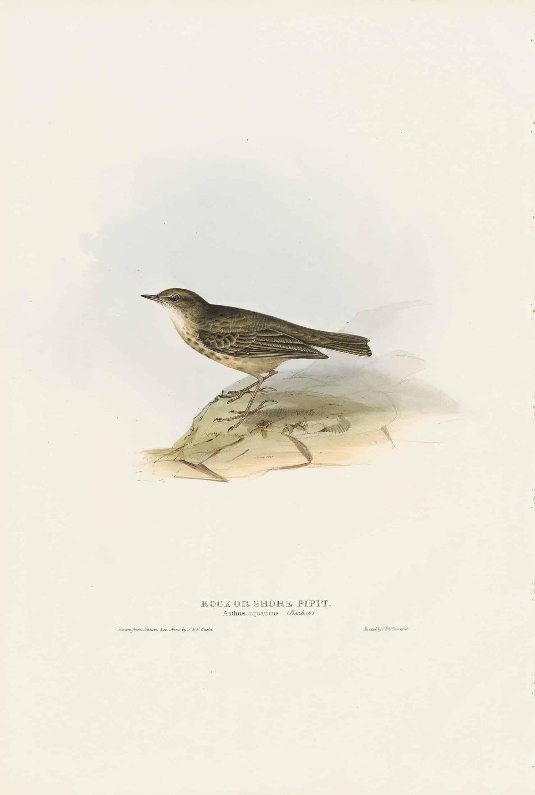 Gould Birds of Europe, Pl. 138 Rock or Shore Pipit - Joel Oppenheimer ...
