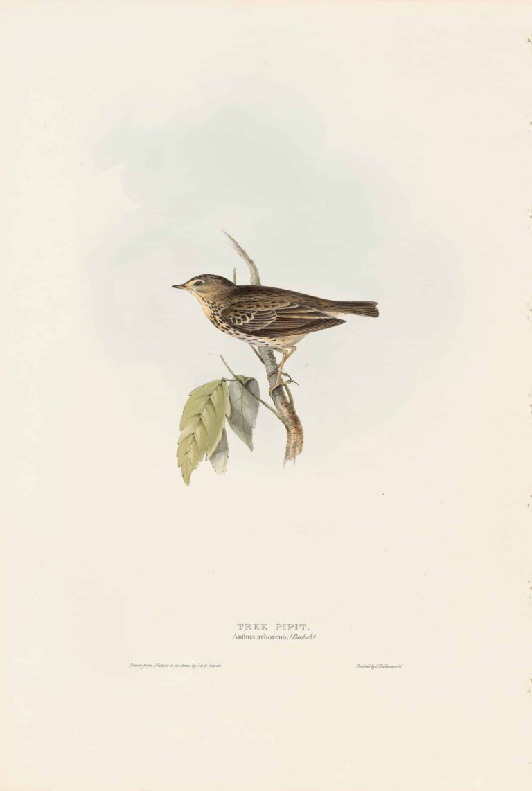 Gould Birds of Europe, Pl. 139 Tree Pipit | By Oppenheimer Editions ...