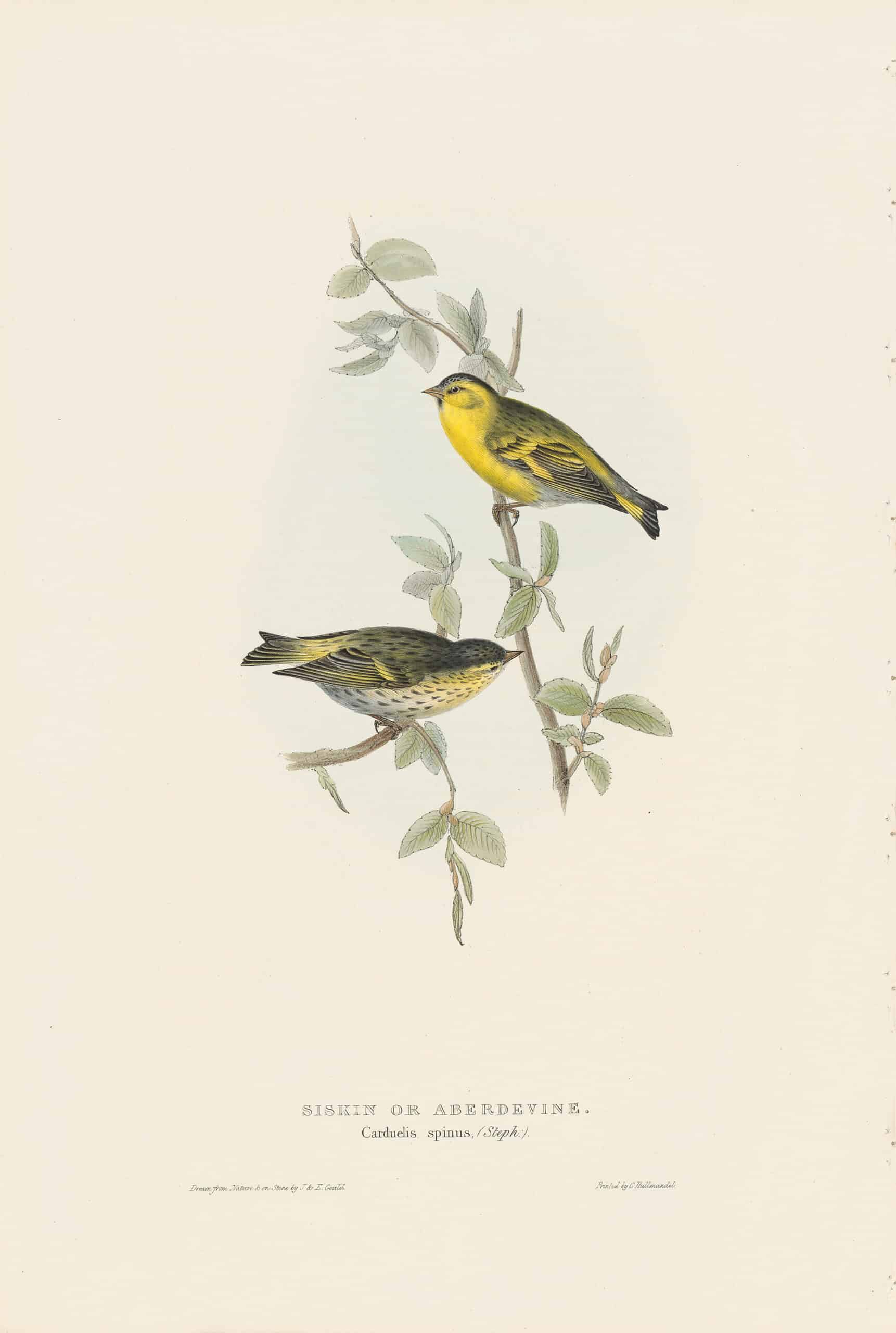 Gould Birds of Europe, Pl. 197 Siskin, Aberdevine | Birds of Europe ...
