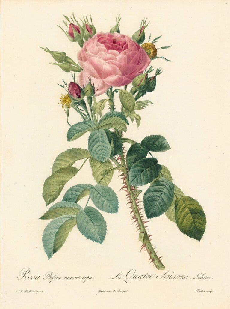 Redouté Les Roses Pl. 118 Portland Rose, "Rose du Roi" | Les Roses ...
