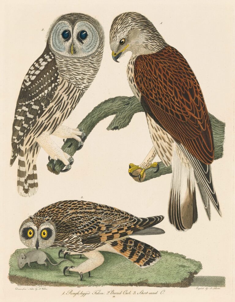 Wilson Pl. 33 Rough-legged Falcon; Barred Owl; Short-eared O ...