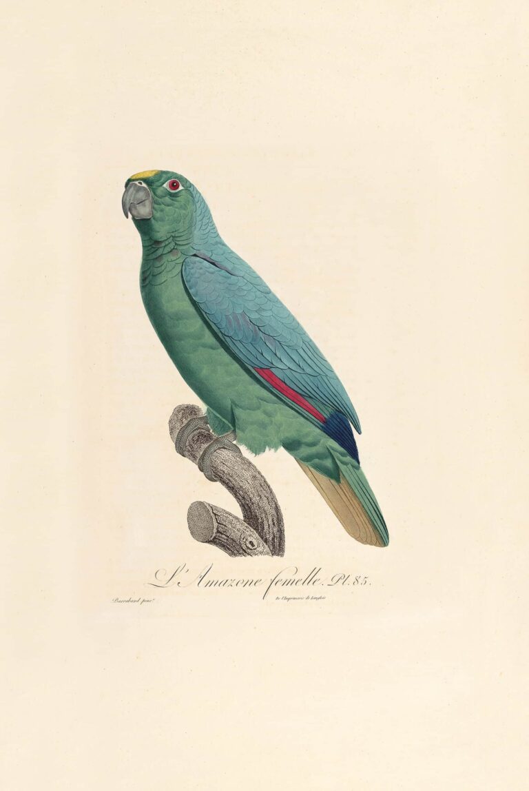 Barraband Pl. 85, L'Amazone femelle | Histoire Naturelle des Perroquets ...