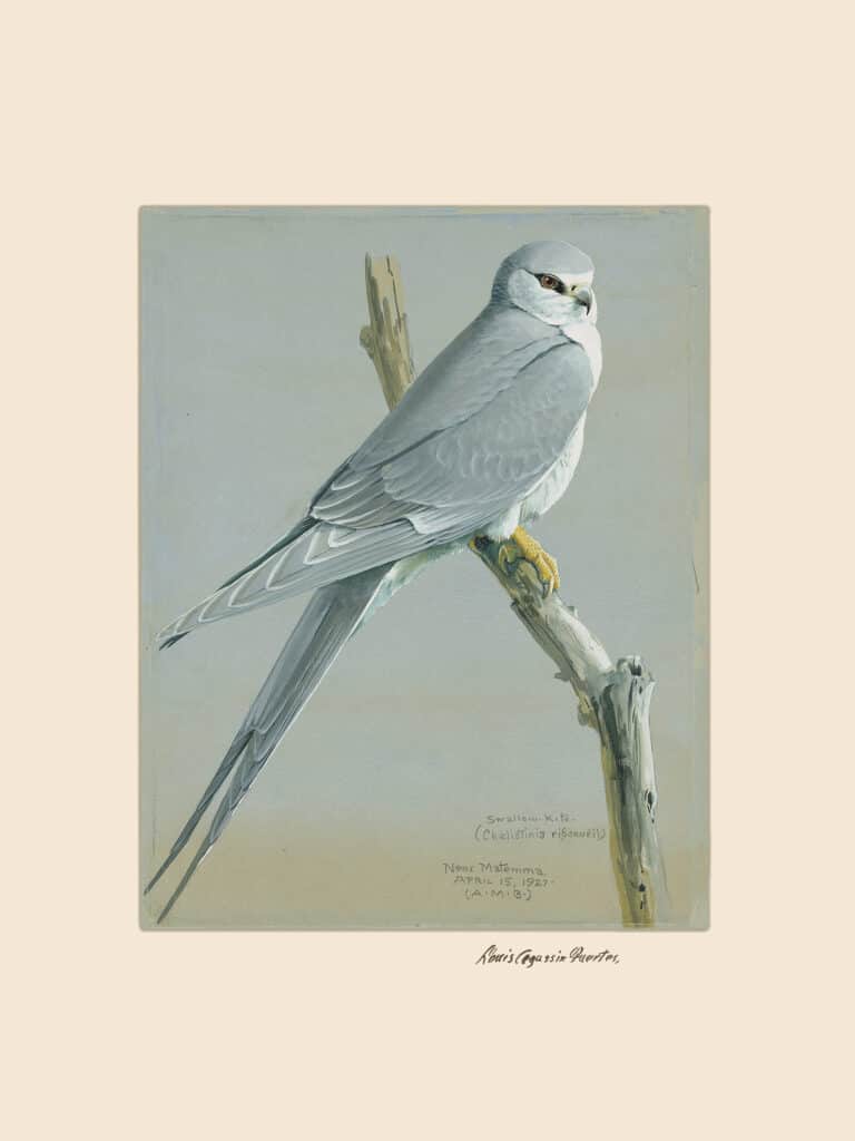 Fuertes Pl. 14, African swallow-tailed kite | Abyssinian Expedition ...