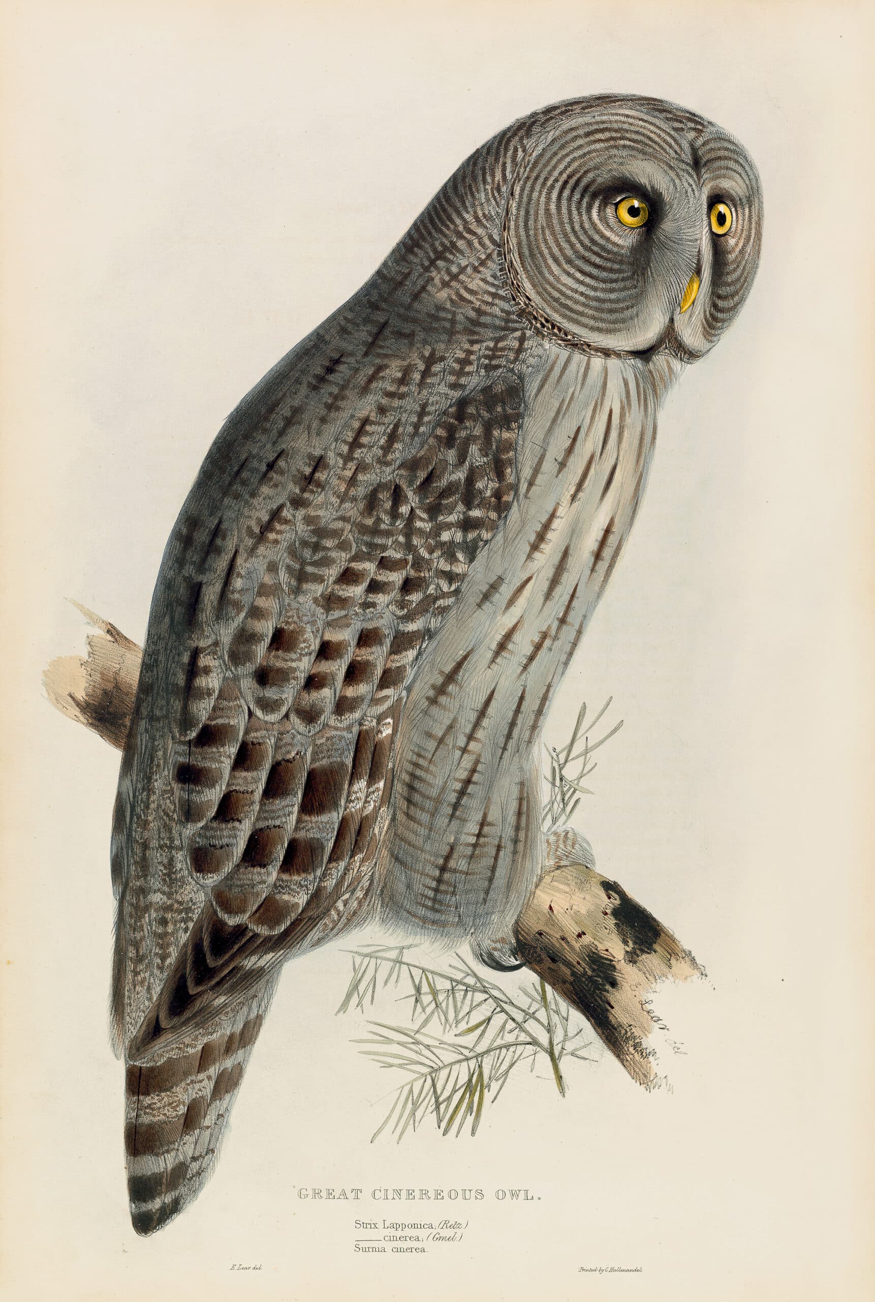 Lear Pl. 42, Great Cinereous Owl | Oppenheimer Field Museum Edition