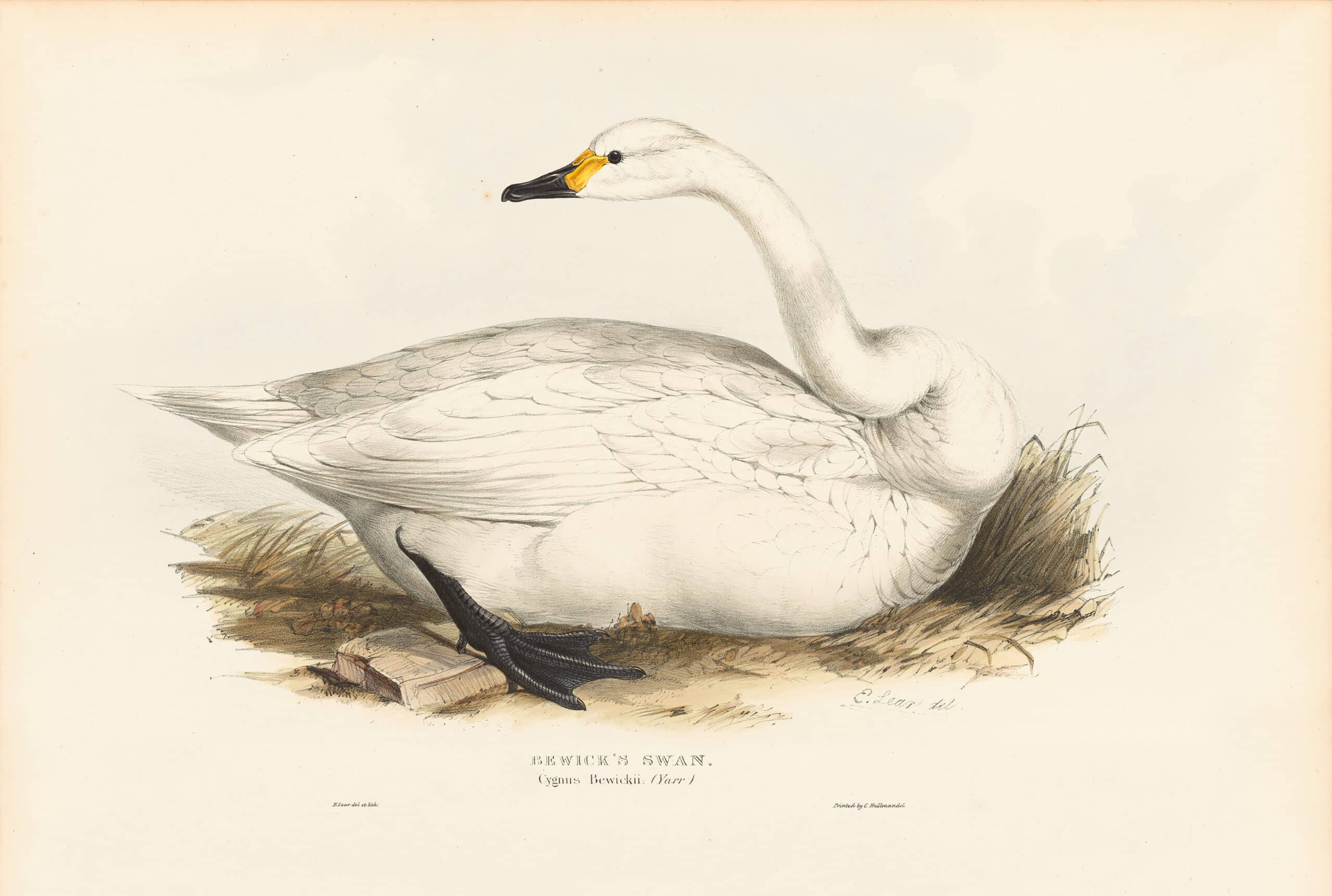 Lear Pl. 356, Bewick's Swan | Oppenheimer Field Museum Edition