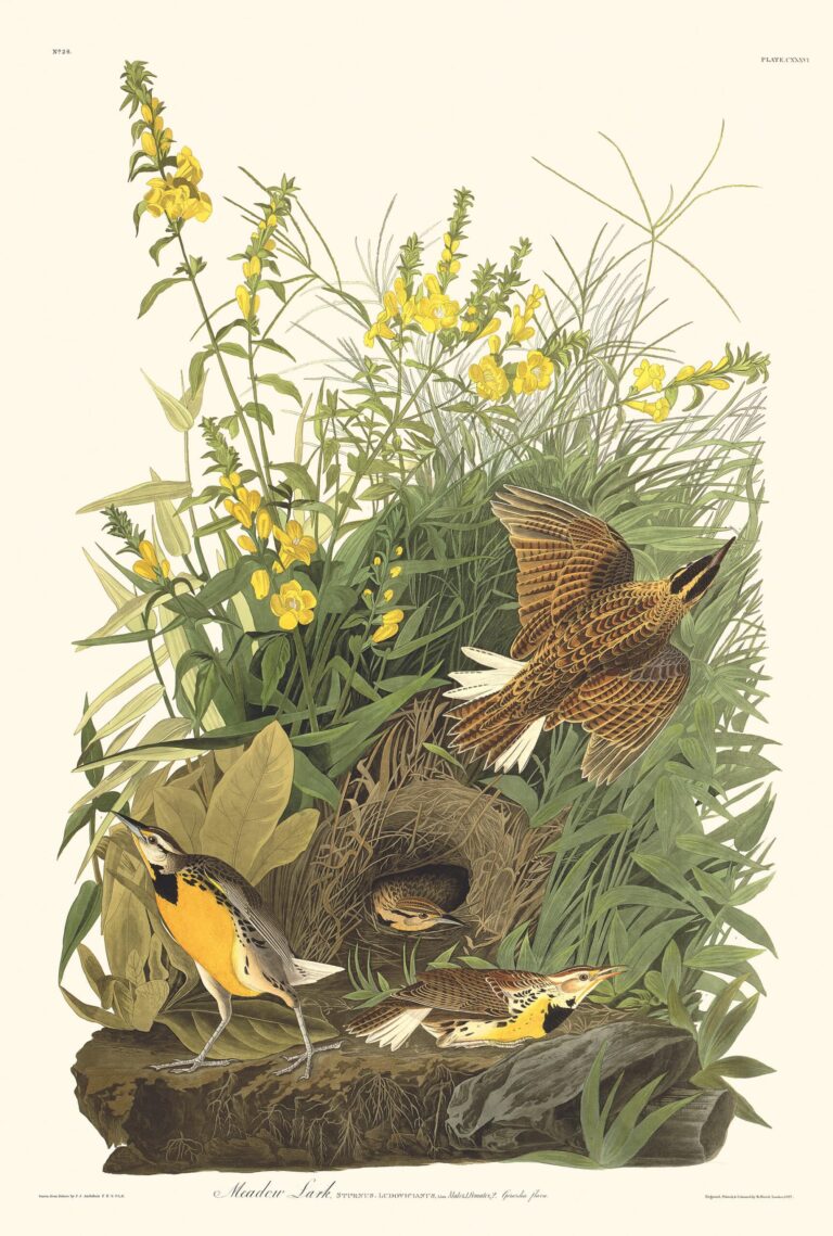 Audubon Havell Edition Pl. 136, Meadow Lark | By Oppenheimer Editions ...