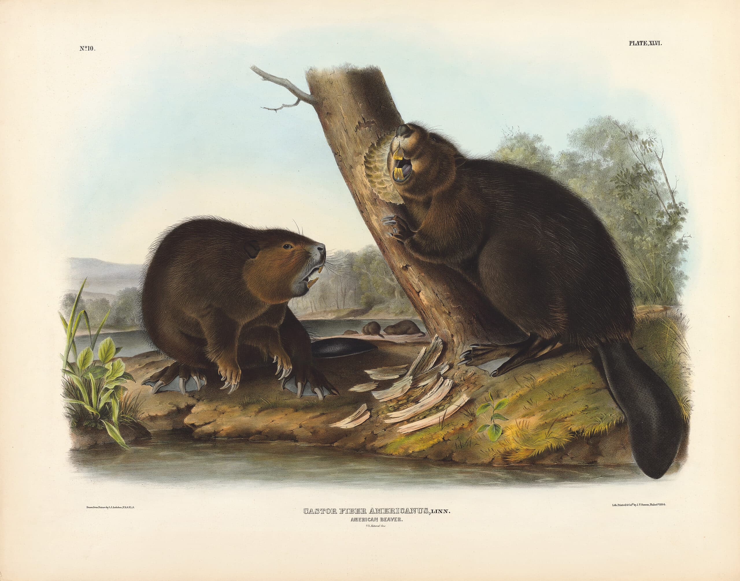 Audubon Bowen Edition Pl. 46 American Beaver | By Oppenheimer Editions ...