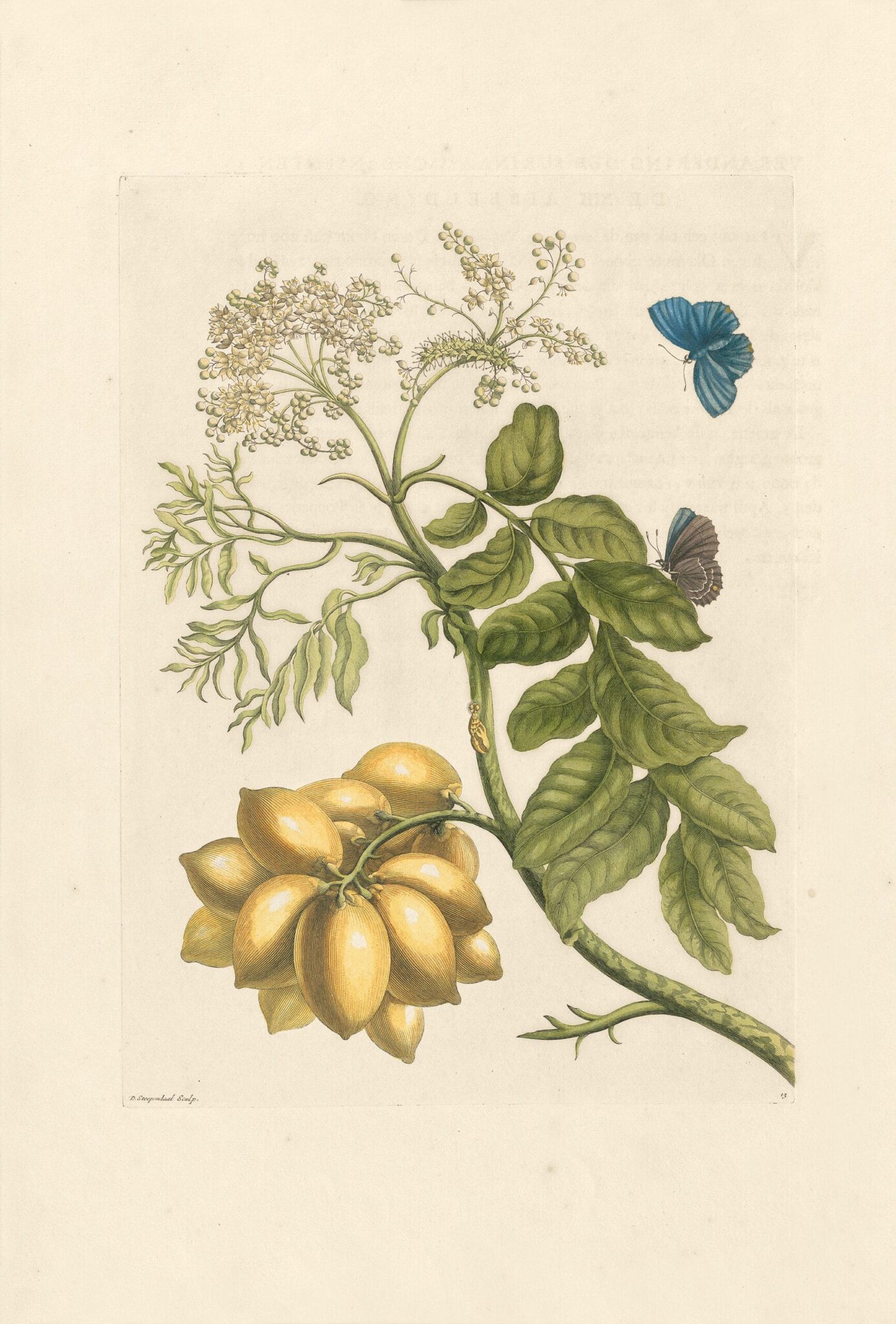 Maria Sibylla Merian | Botanical Art | Maria Sibylla Merian