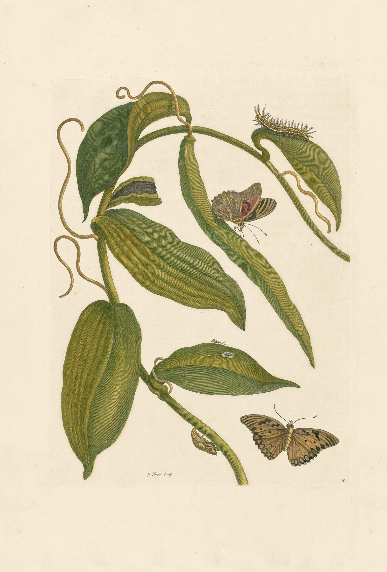 Maria Sibylla Merian | Botanical Art | Maria Sibylla Merian