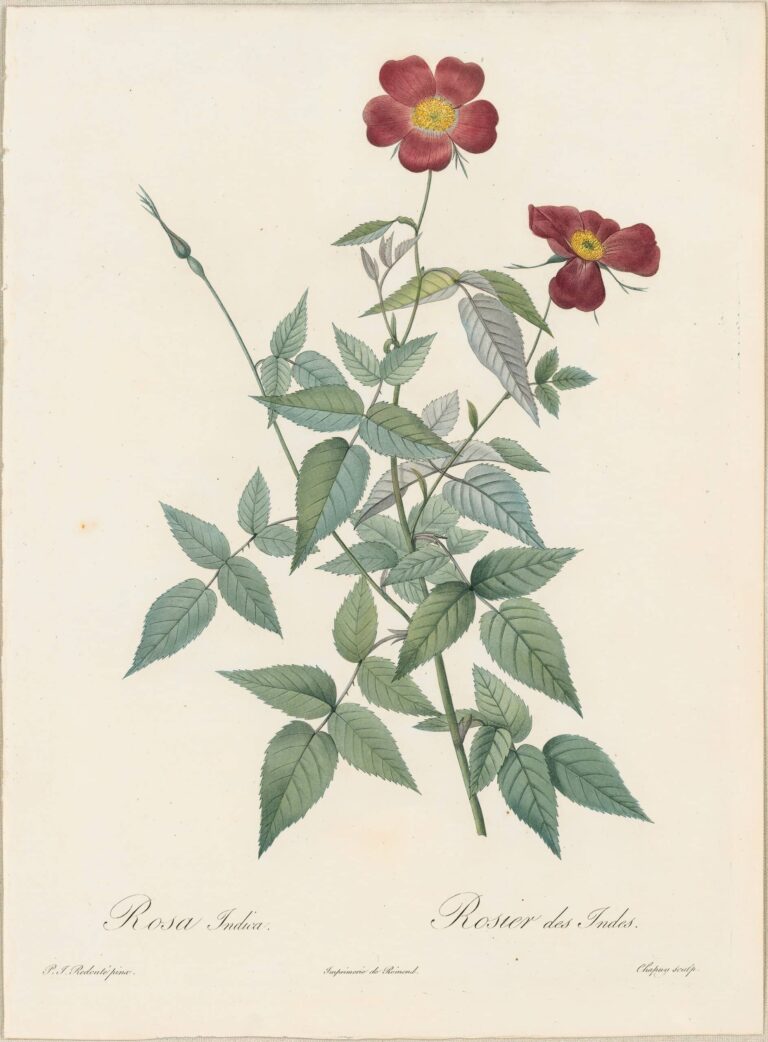 Redouté Roses Pl. 13, Monthly Rose | Les Roses - Antique Originals