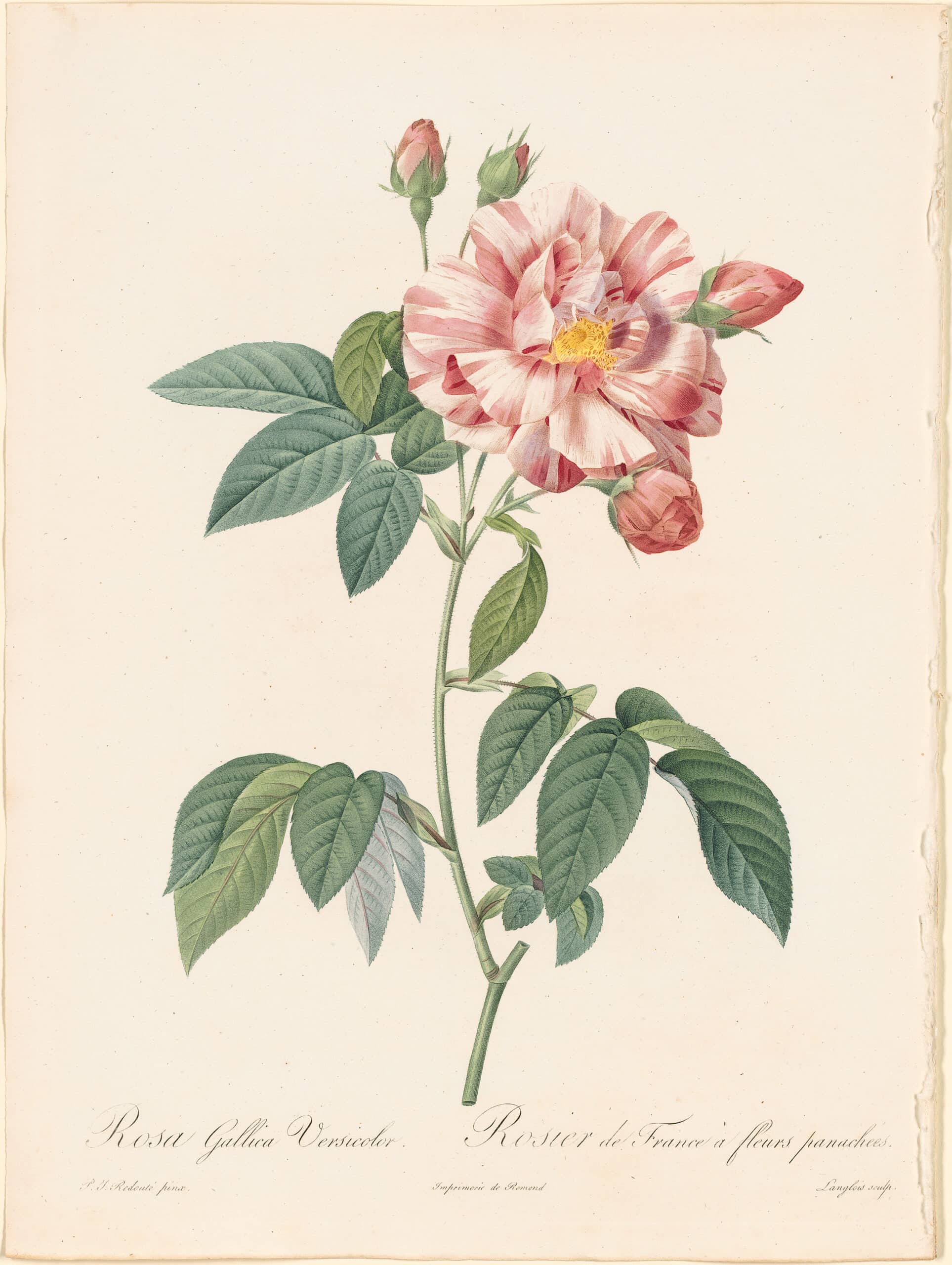 Redouté Roses Pl. 55, French Rose "Versicolor" | Les Roses - Antique ...