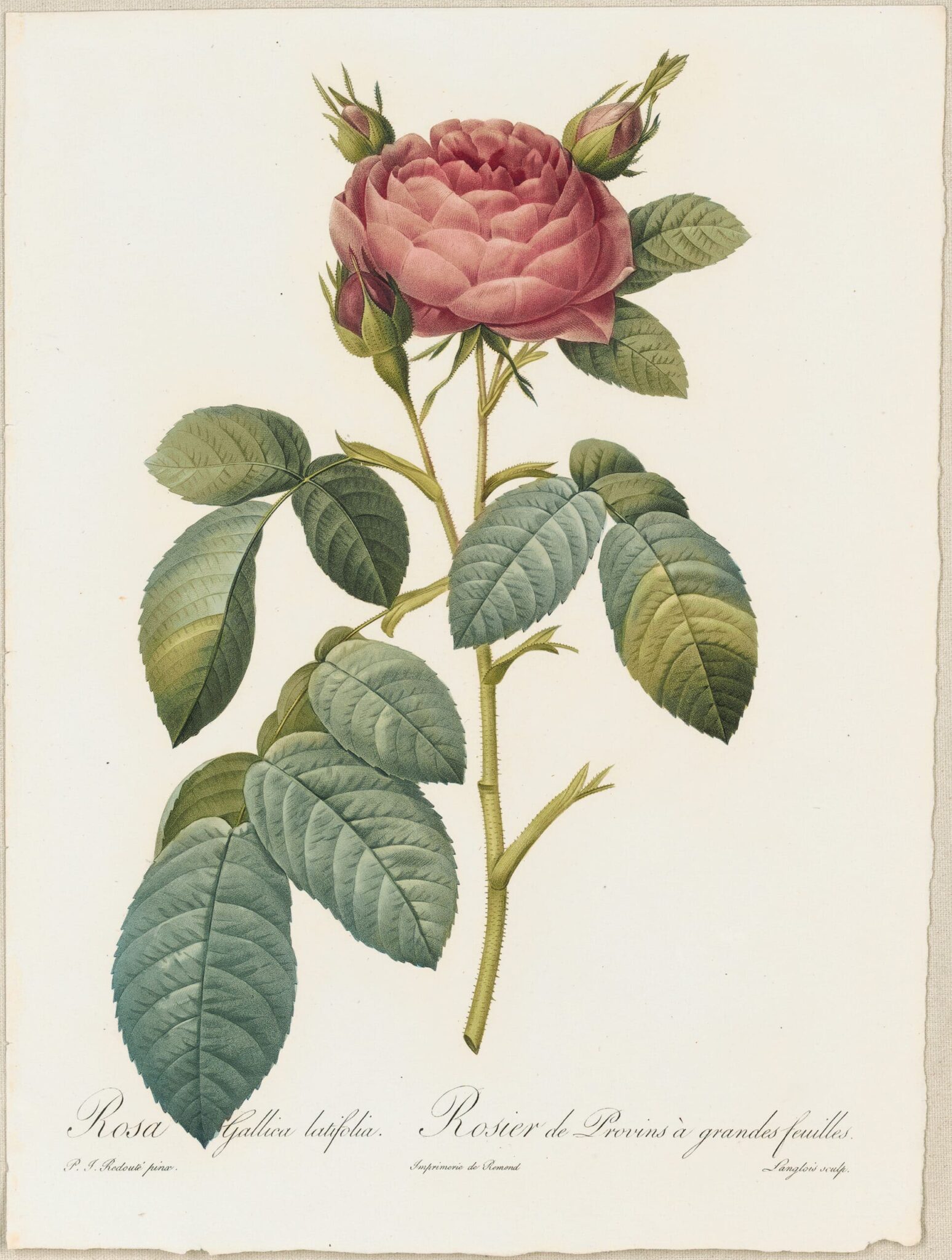 Redouté Roses Pl. 58, Rose d' Amour | Les Roses - Antique Originals
