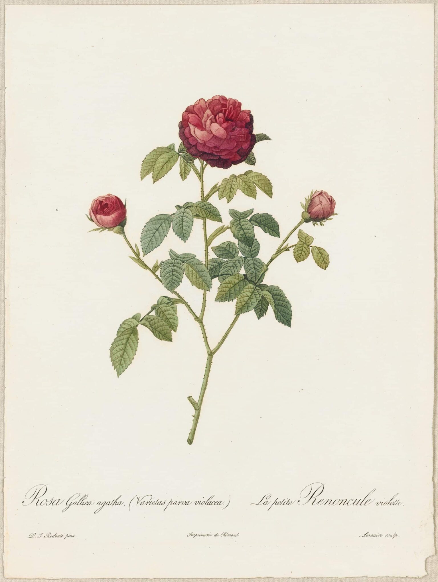 Redouté Roses Pl. 75, White Rose "Celestial" | Les Roses - Antique ...