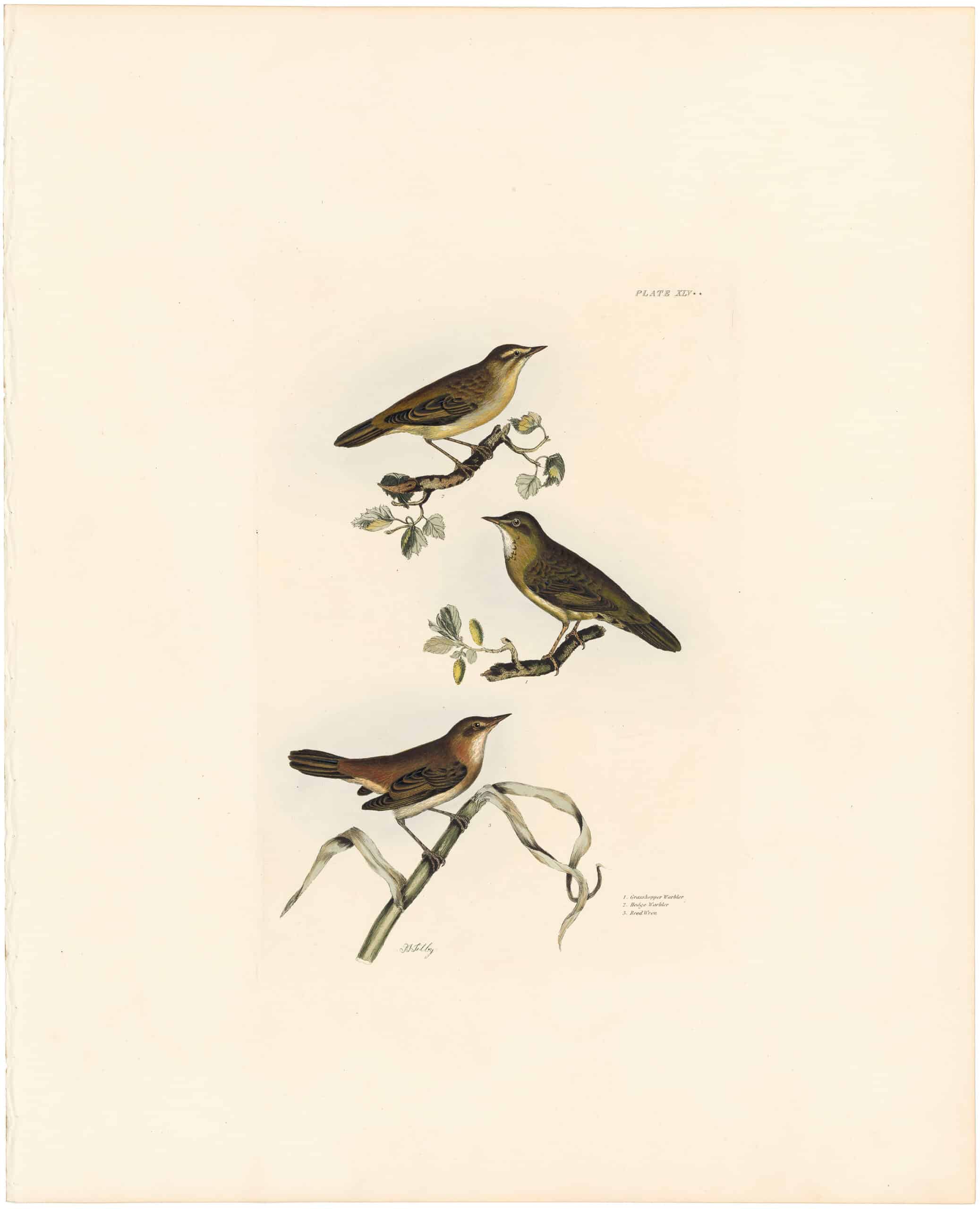 Selby Vol 1, Pl. 45B, Grasshopper Warbler, Hedge Warbler, Reed Wren ...