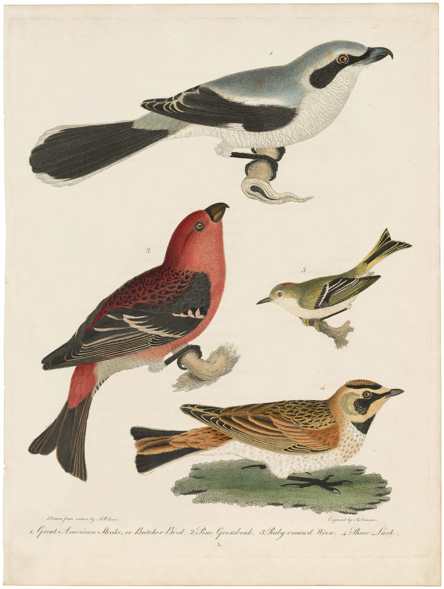 Wilson Pl. 50 Great Horned Owl; Barn O.; Meadow Mouse; Red Bat; Small ...