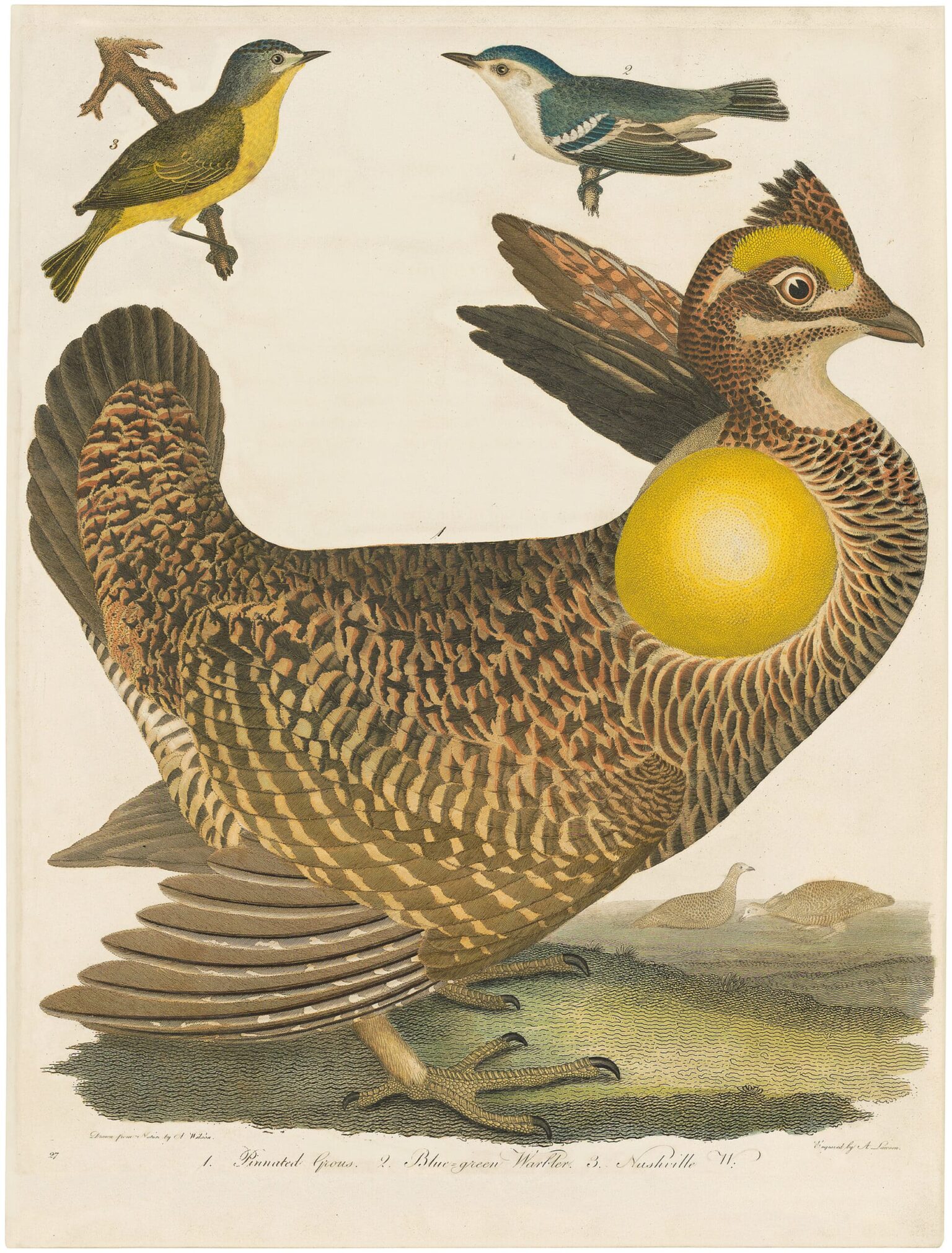 Wilson Pl. 50 Great Horned Owl; Barn O.; Meadow Mouse; Red Bat; Small ...