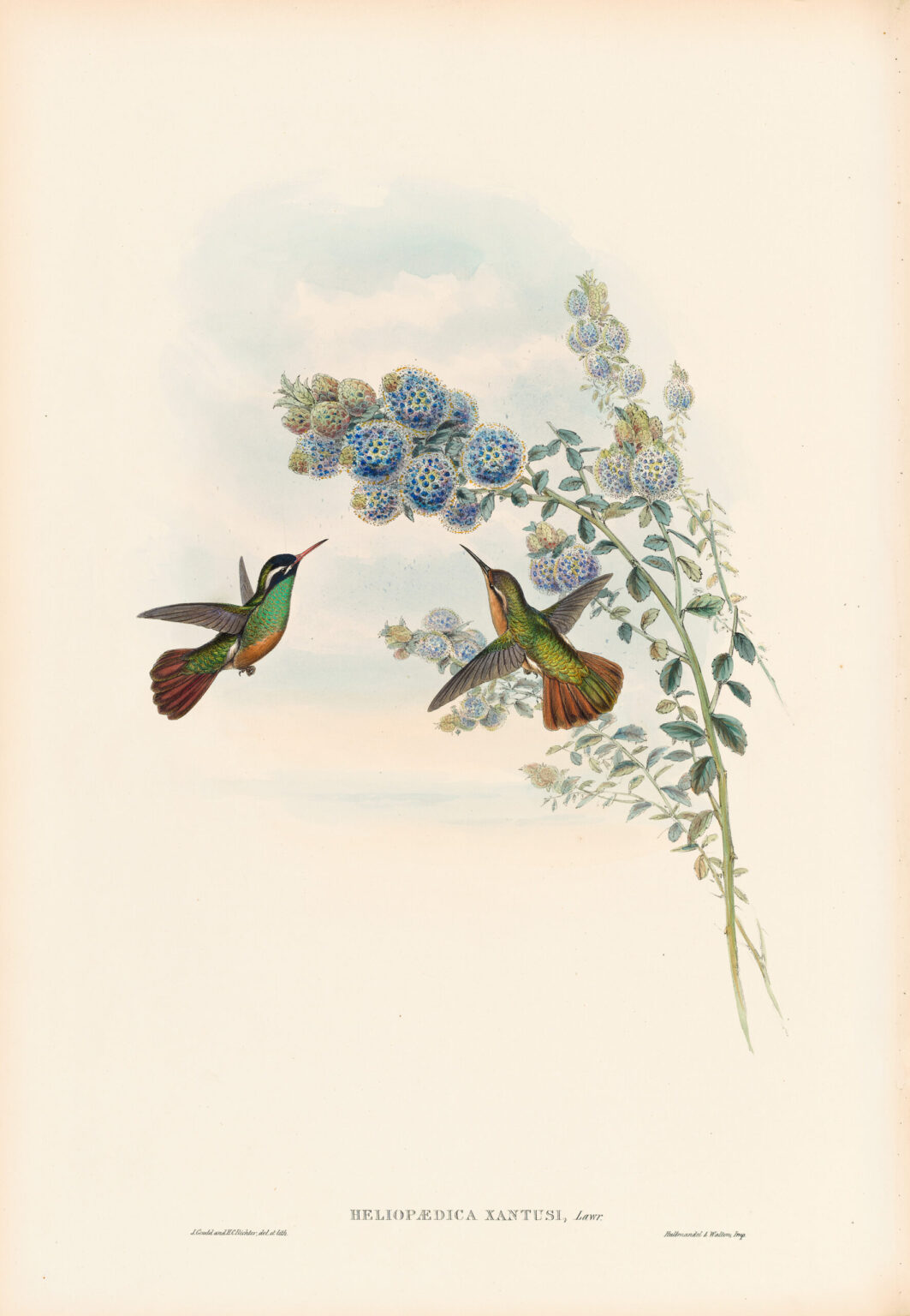 Gould Hummingbirds Pl. 65, Xantus's Humming-bird | By Oppenheimer ...