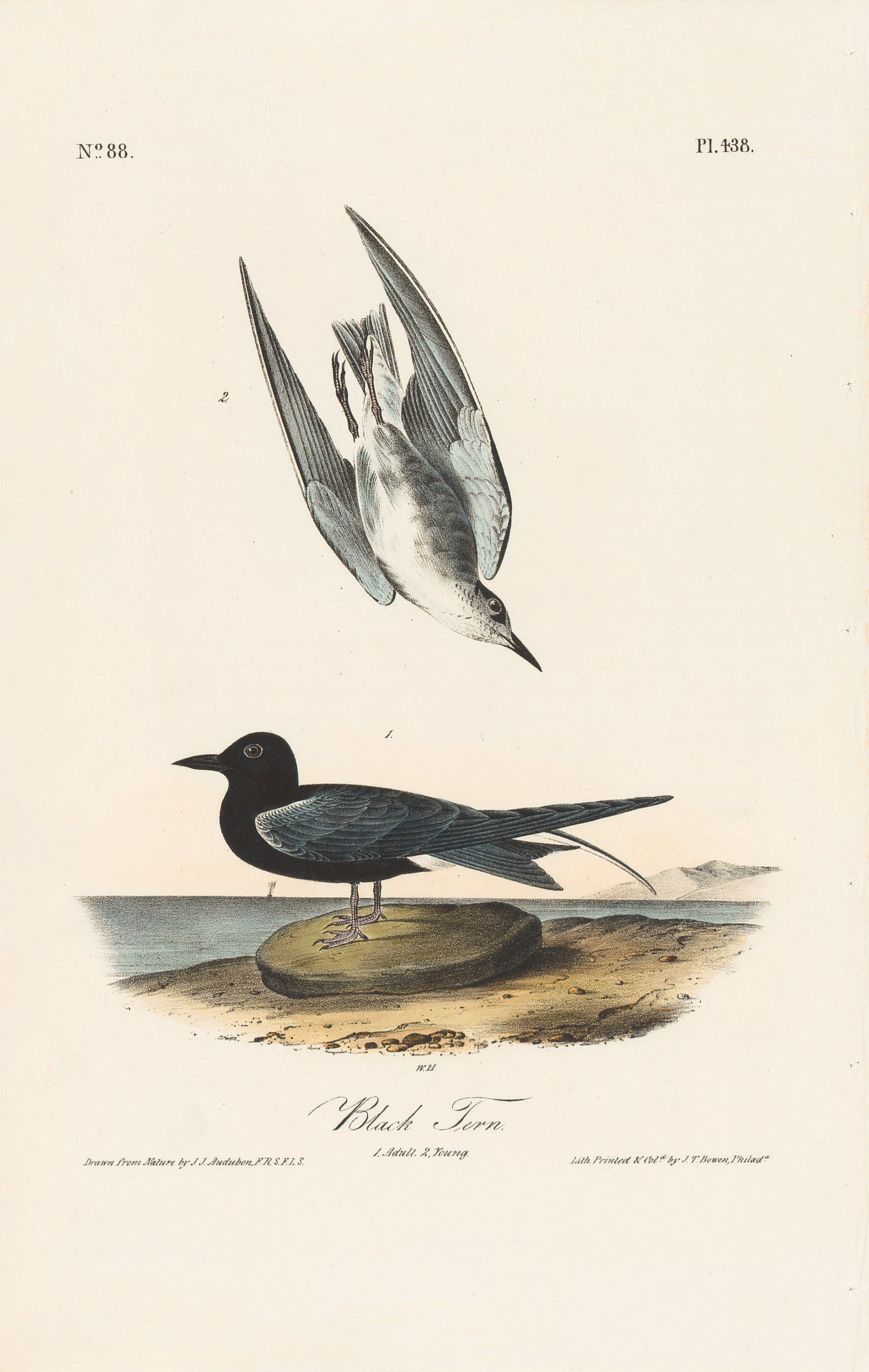 Audubon 1st Ed. Octavo Pl. 438 Black Tern | 1st Edition Octavos ...