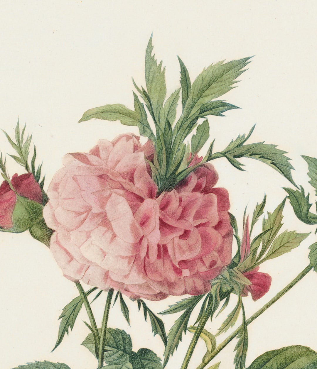 Plant Mutations in the Botanical Prints of Pierre-Joseph Redouté