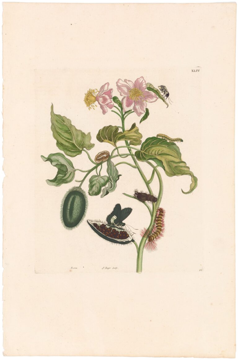 Maria Sibylla Merian | Botanical Art | Maria Sibylla Merian