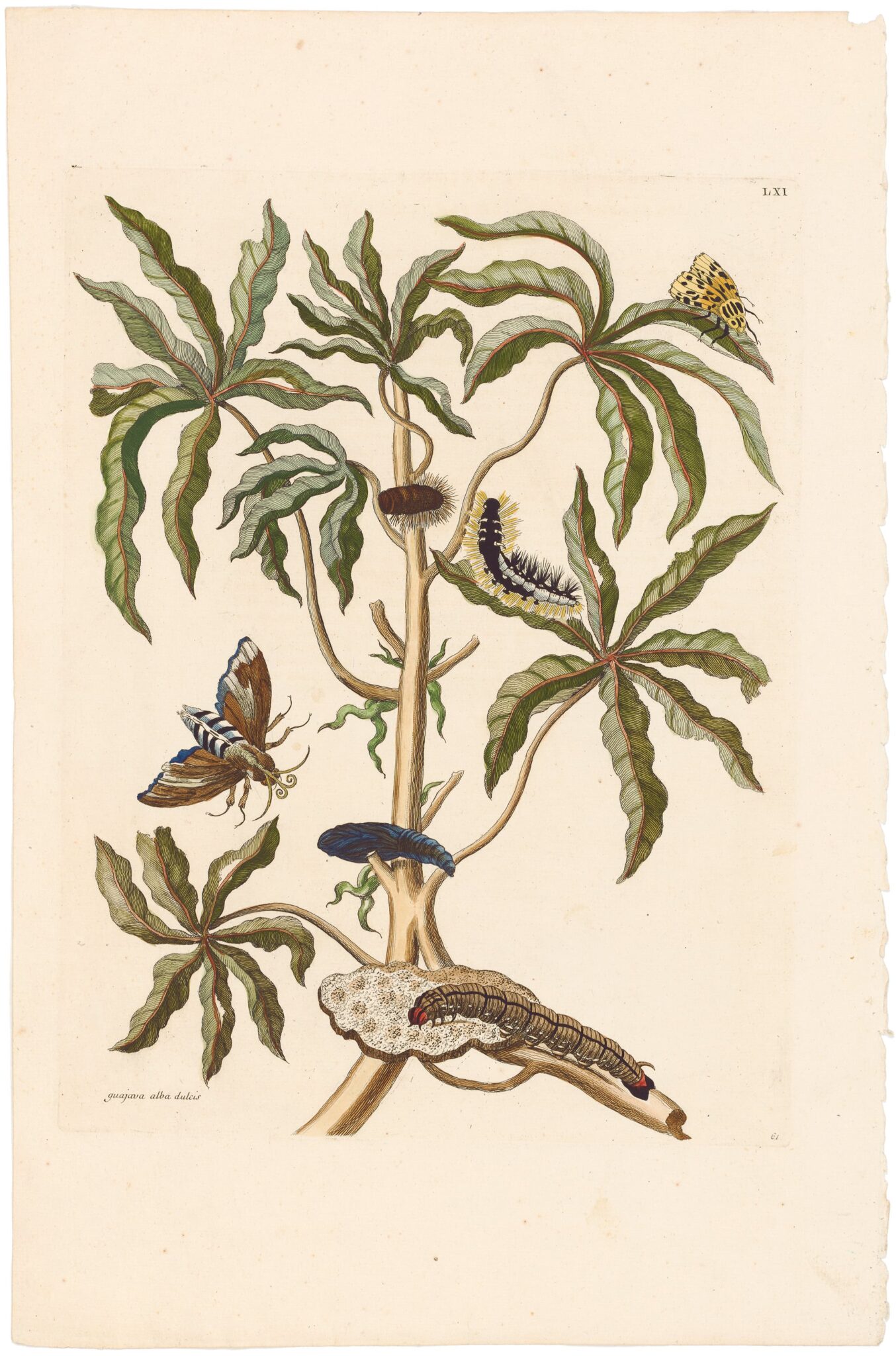 Maria Sibylla Merian | Botanical Art | Maria Sibylla Merian