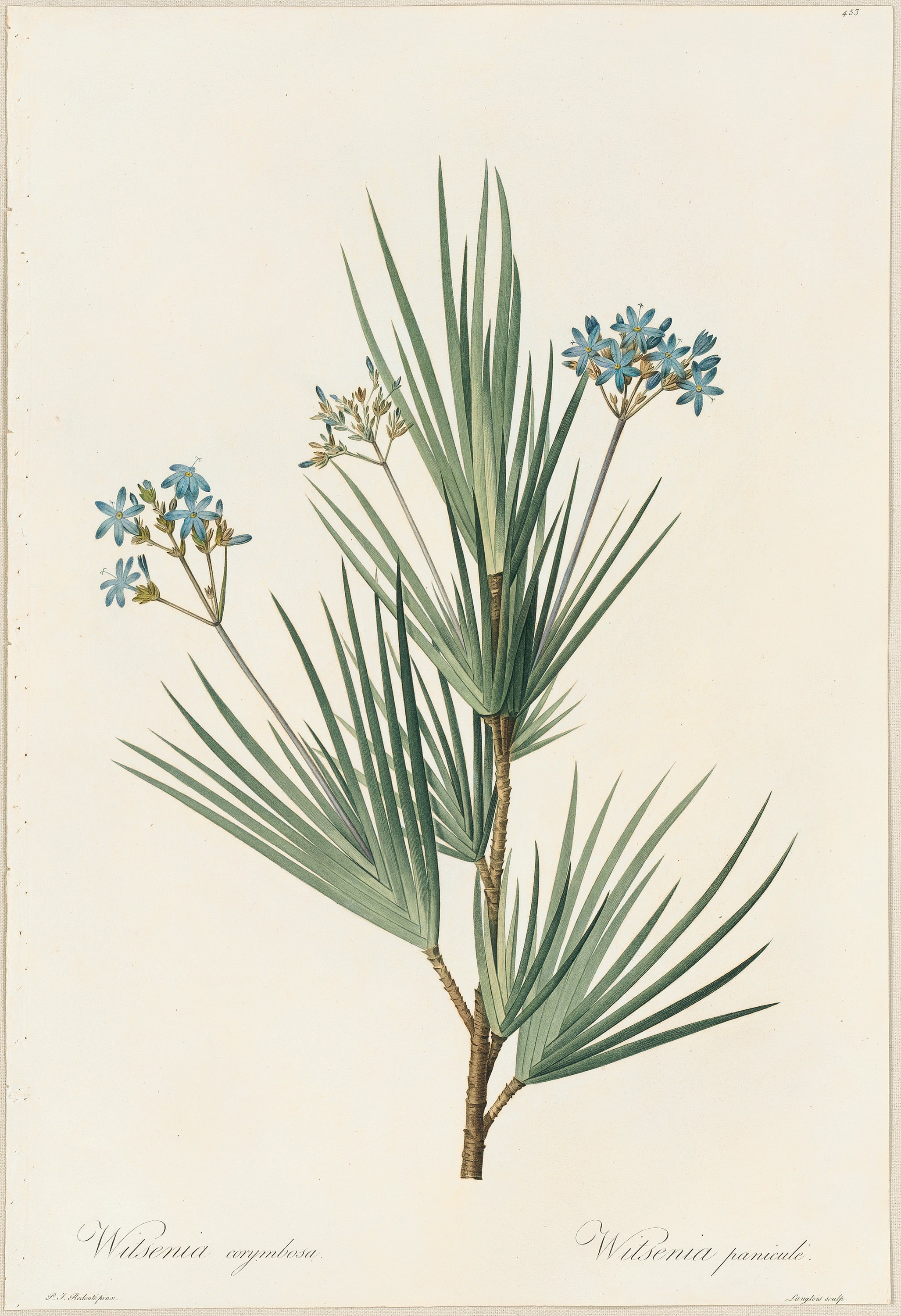 Redouté Les Lilacées Pl. 453, Corymbose Nivenia | Les Liliacées ...