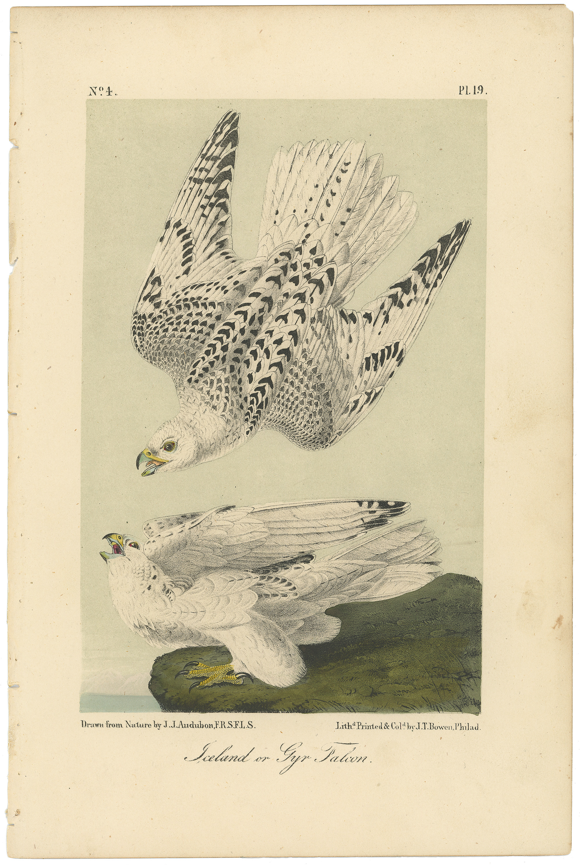 Audubon 2nd Ed. Octavo Pl. 19 Iceland or Gyr Falcon | 2nd Edition ...