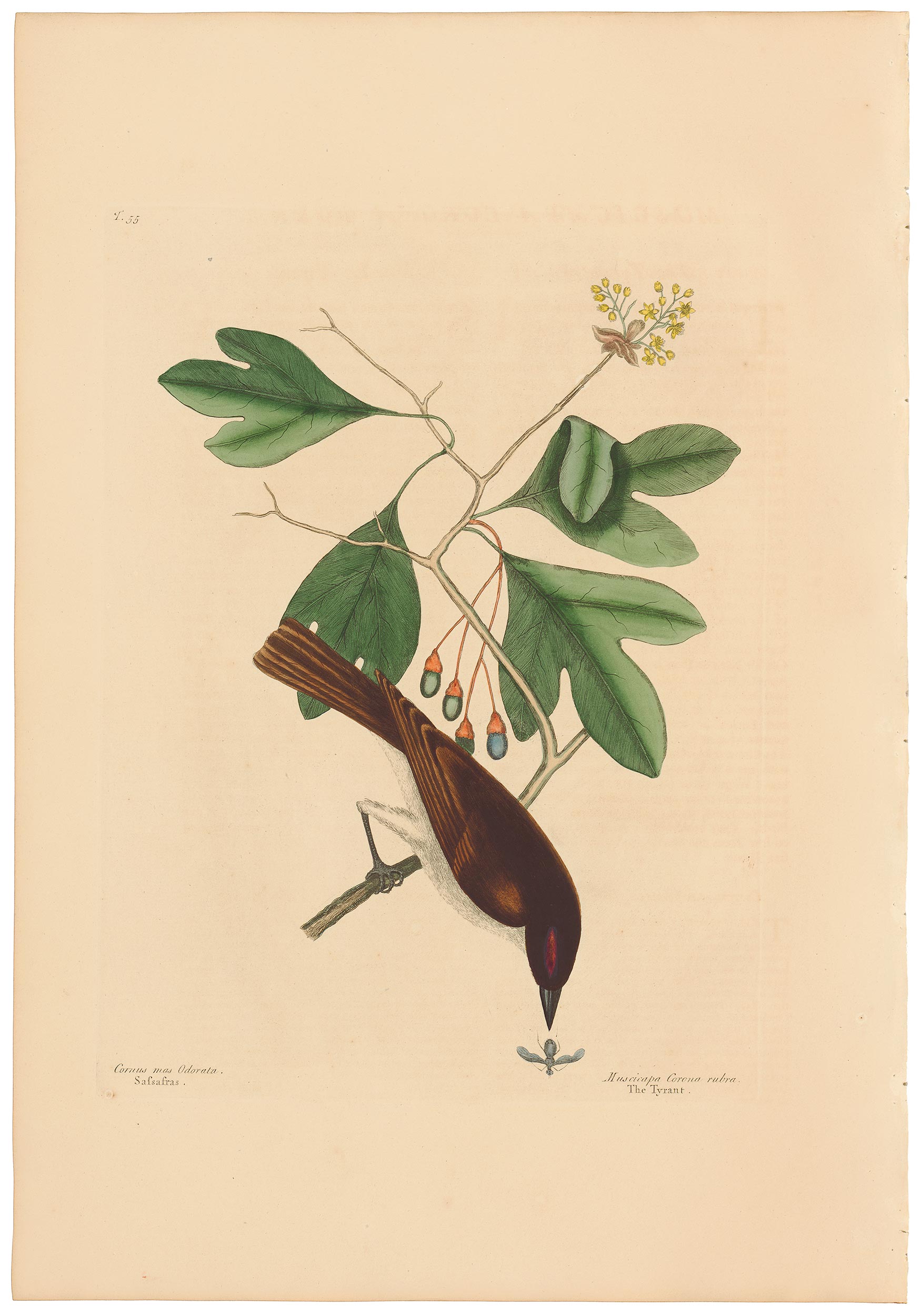 Catesby 1771, Vol. 1 Pl. 55, The Tyrant | The Natural History of ...